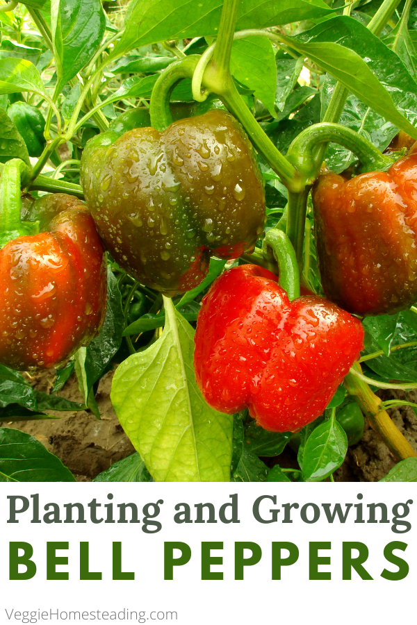 Planting and Growing Bell Peppers - Veggie Homesteading