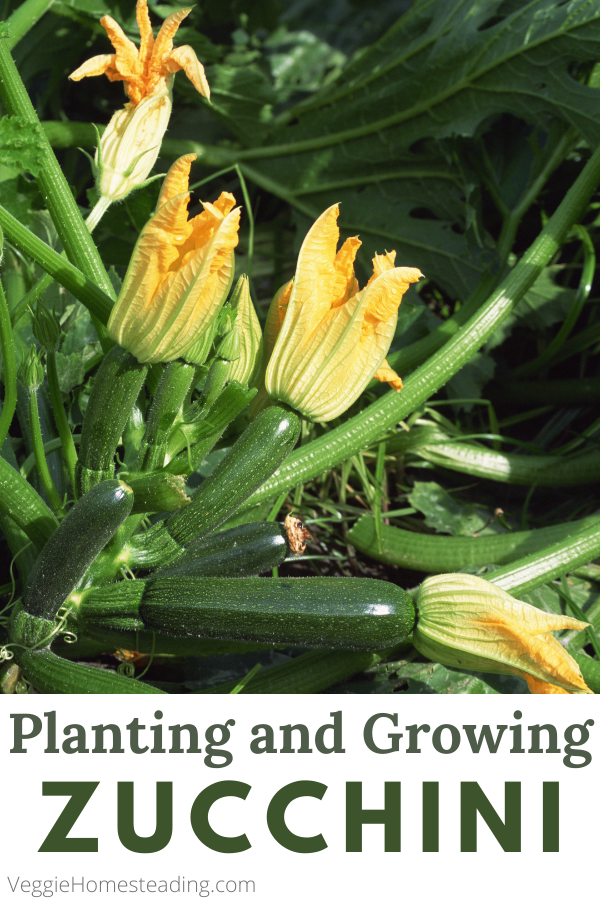 Planting and Growing Zucchini - Veggie Homesteading